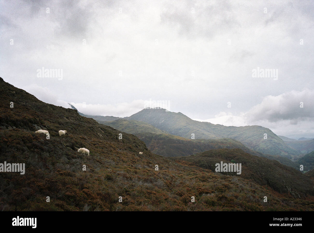 Sheep in Snowdonia Stock Photo - Alamy