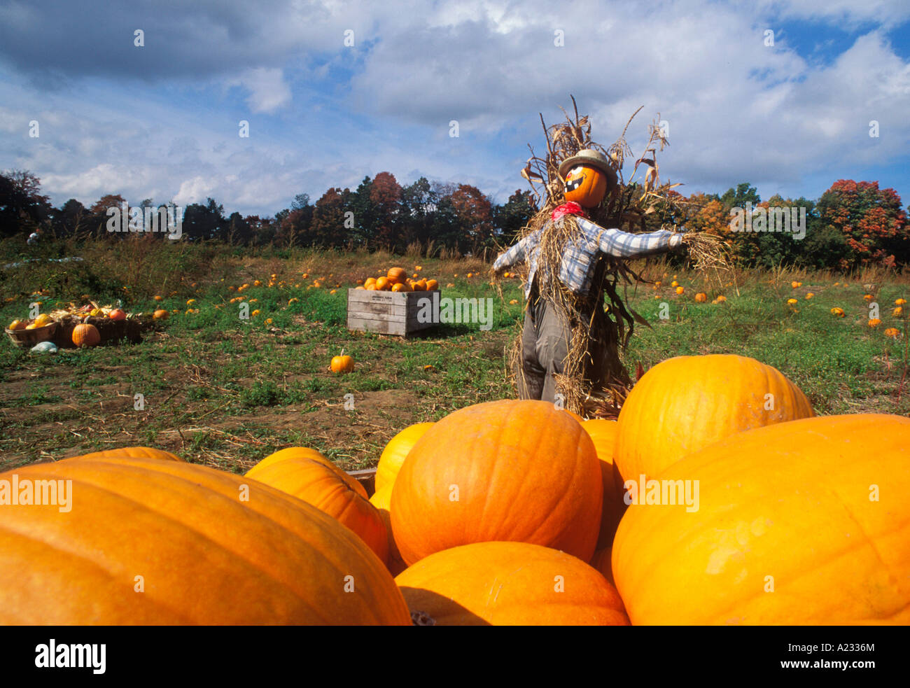 Pumpkin Patch. Scarecrow and pumpkins in the field.Pumpkin farm harvest ...