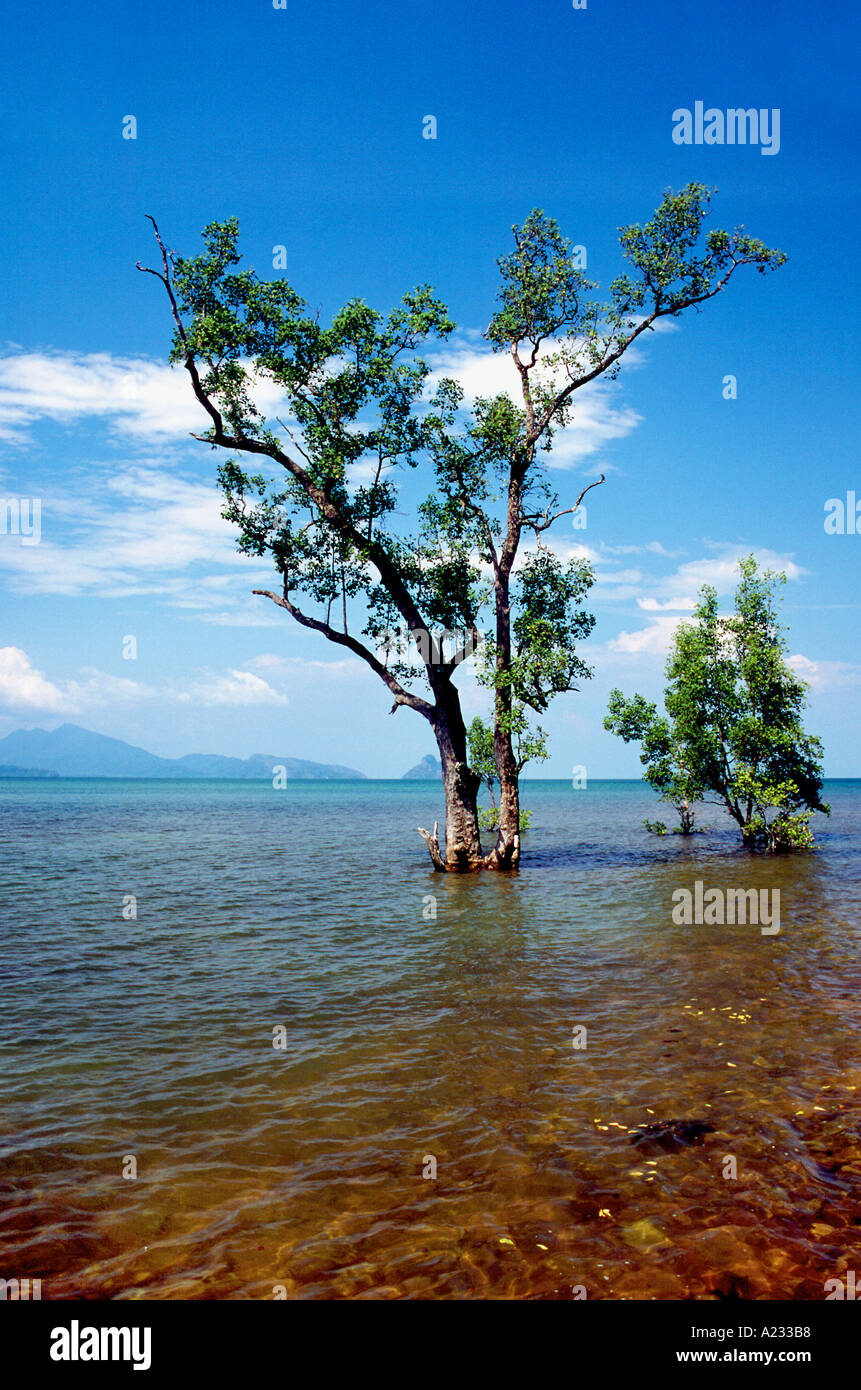 Short tree tall tree hi-res stock photography and images - Alamy