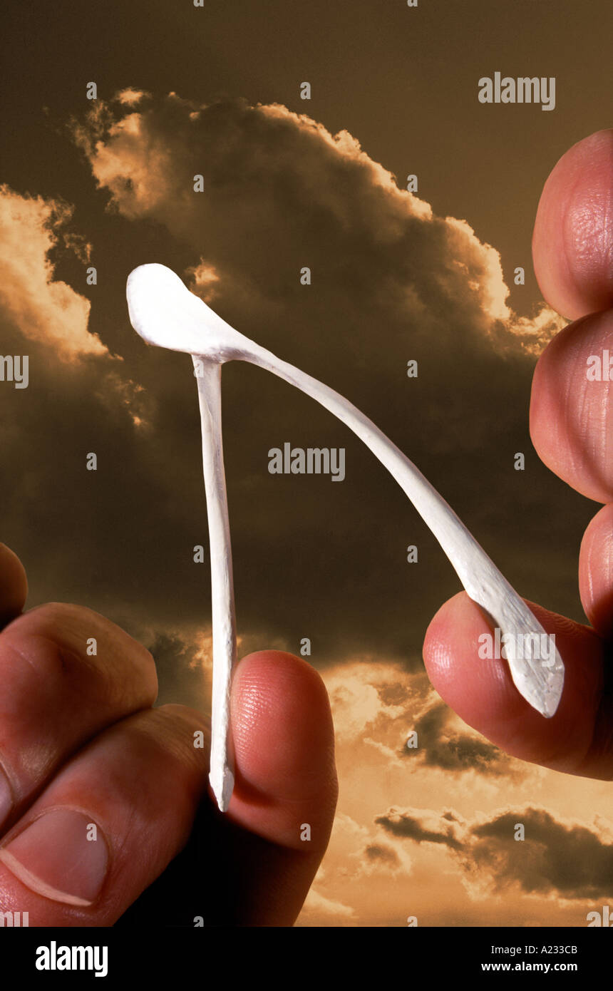 hands pulling wishbone making a wish Stock Photo - Alamy