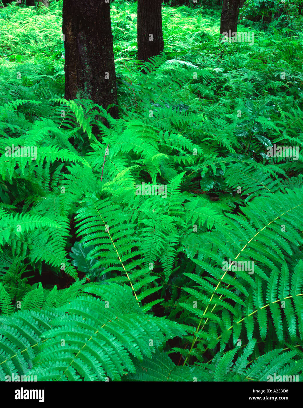 Lush ferns grow in a Pennslvania forest Stock Photo - Alamy