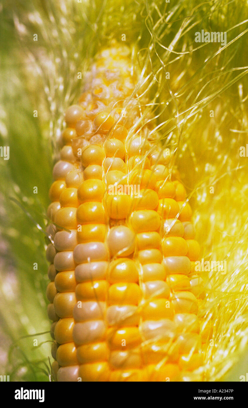 Corn. One ear of farm fresh golden corn on the cob Stock Photo - Alamy