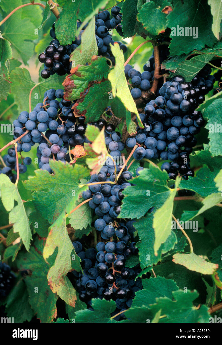 Clusters of ripe purple grapes growing in a vineyard in France. Europe ...