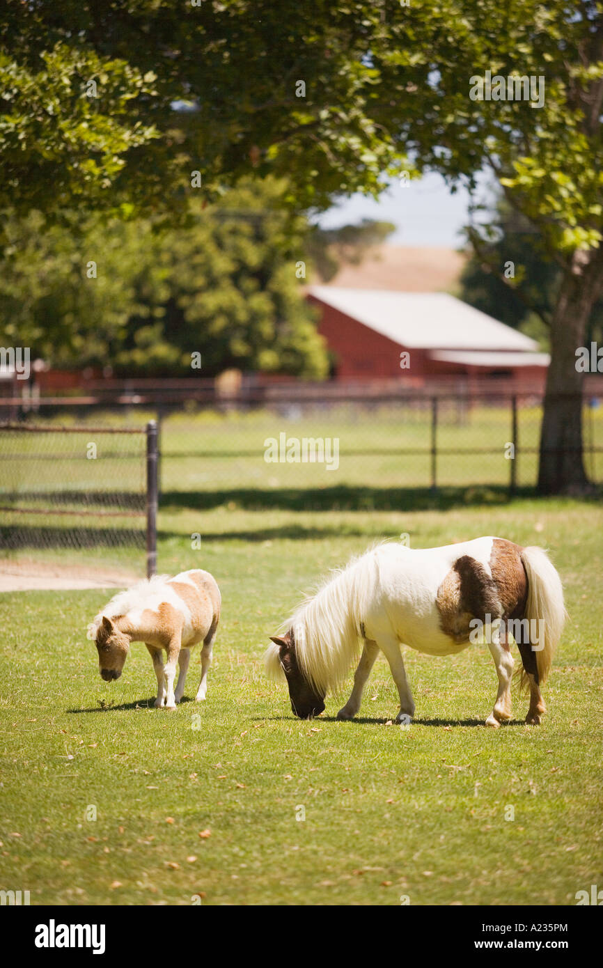 miniature horses with colts Quicksilver Ranch Santa Ynez Valley near ...
