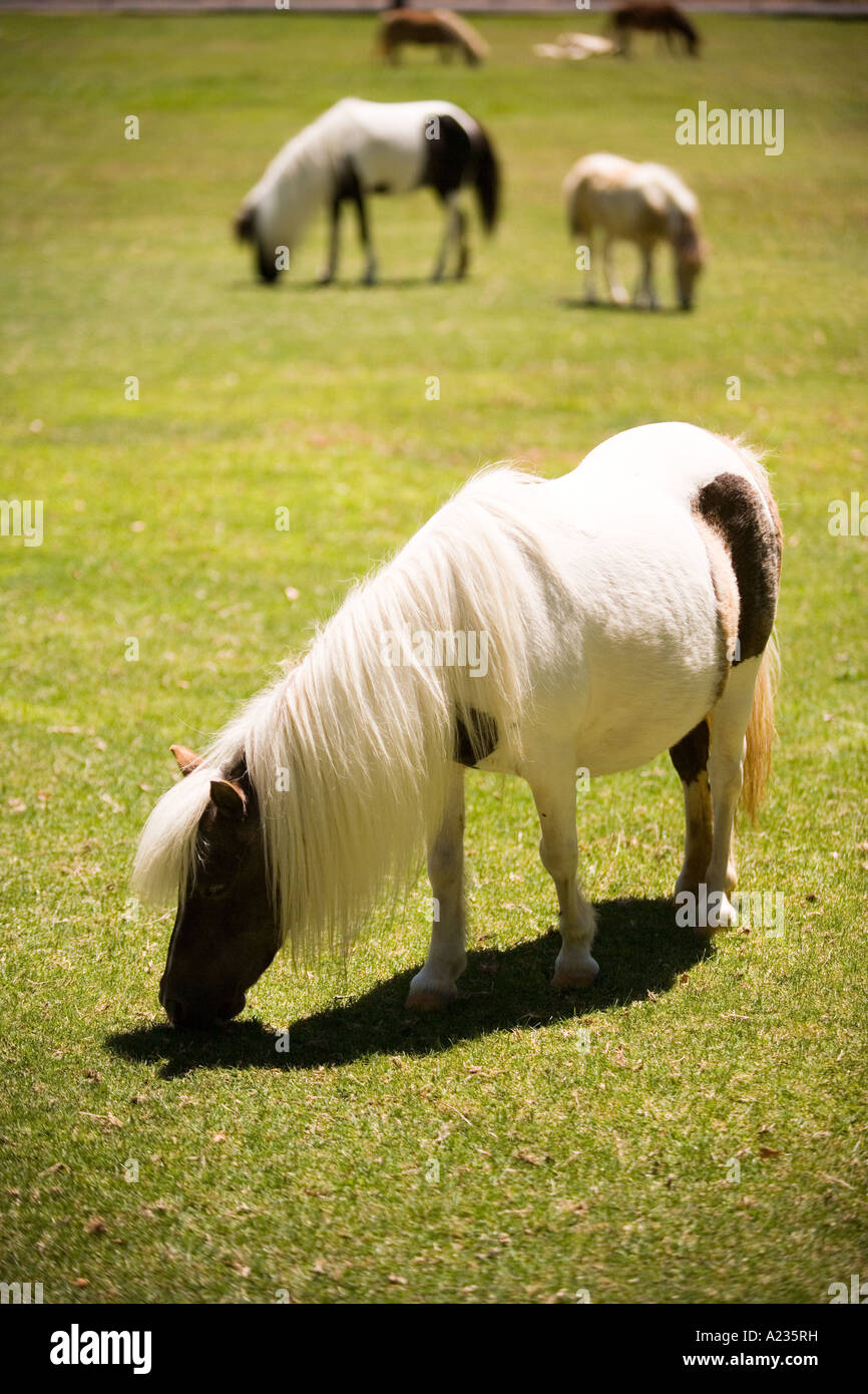 miniature horses with colts Quicksilver Ranch Santa Ynez Valley near ...