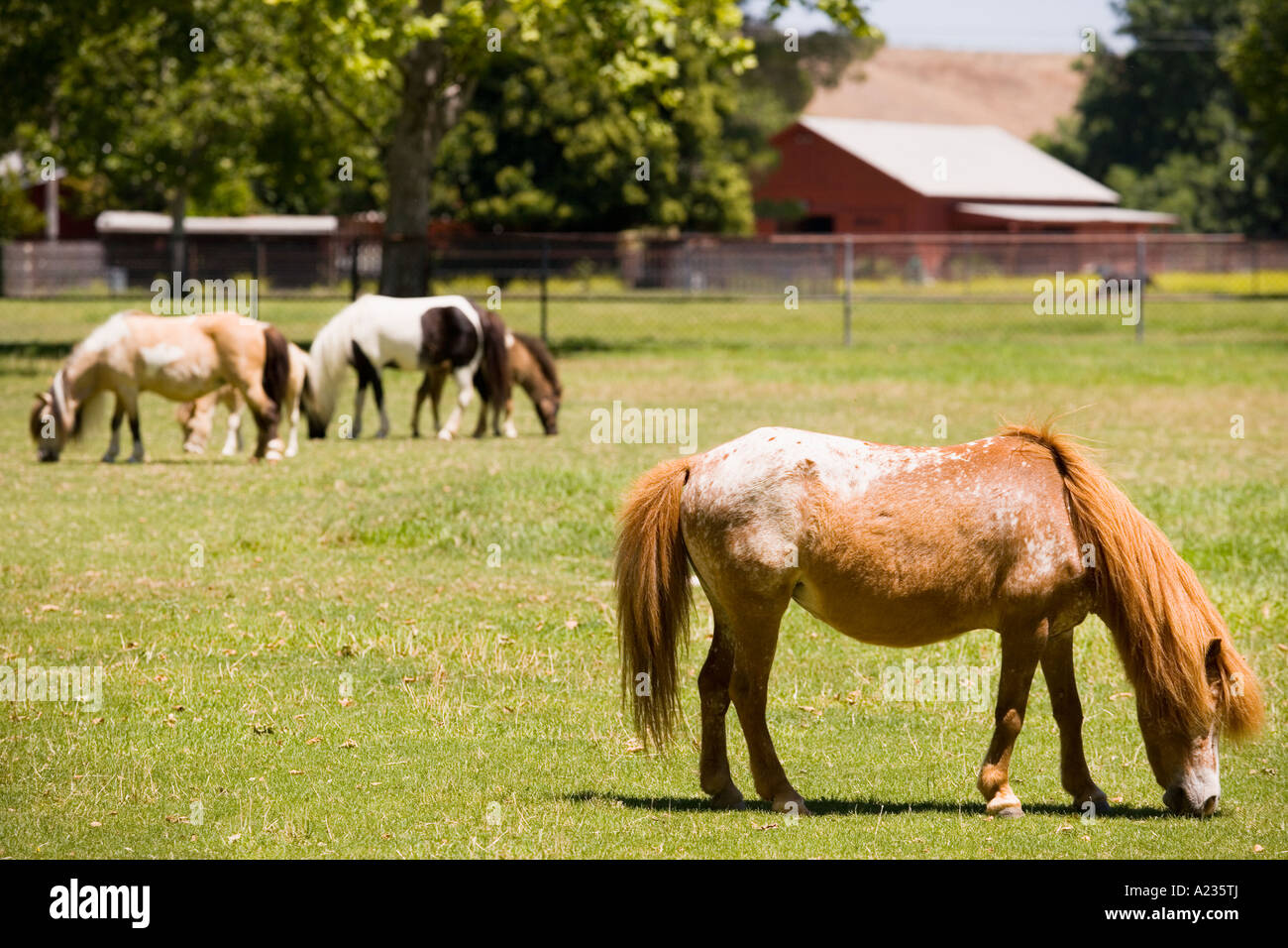 miniature horses with colts Quicksilver Ranch Santa Ynez Valley near ...