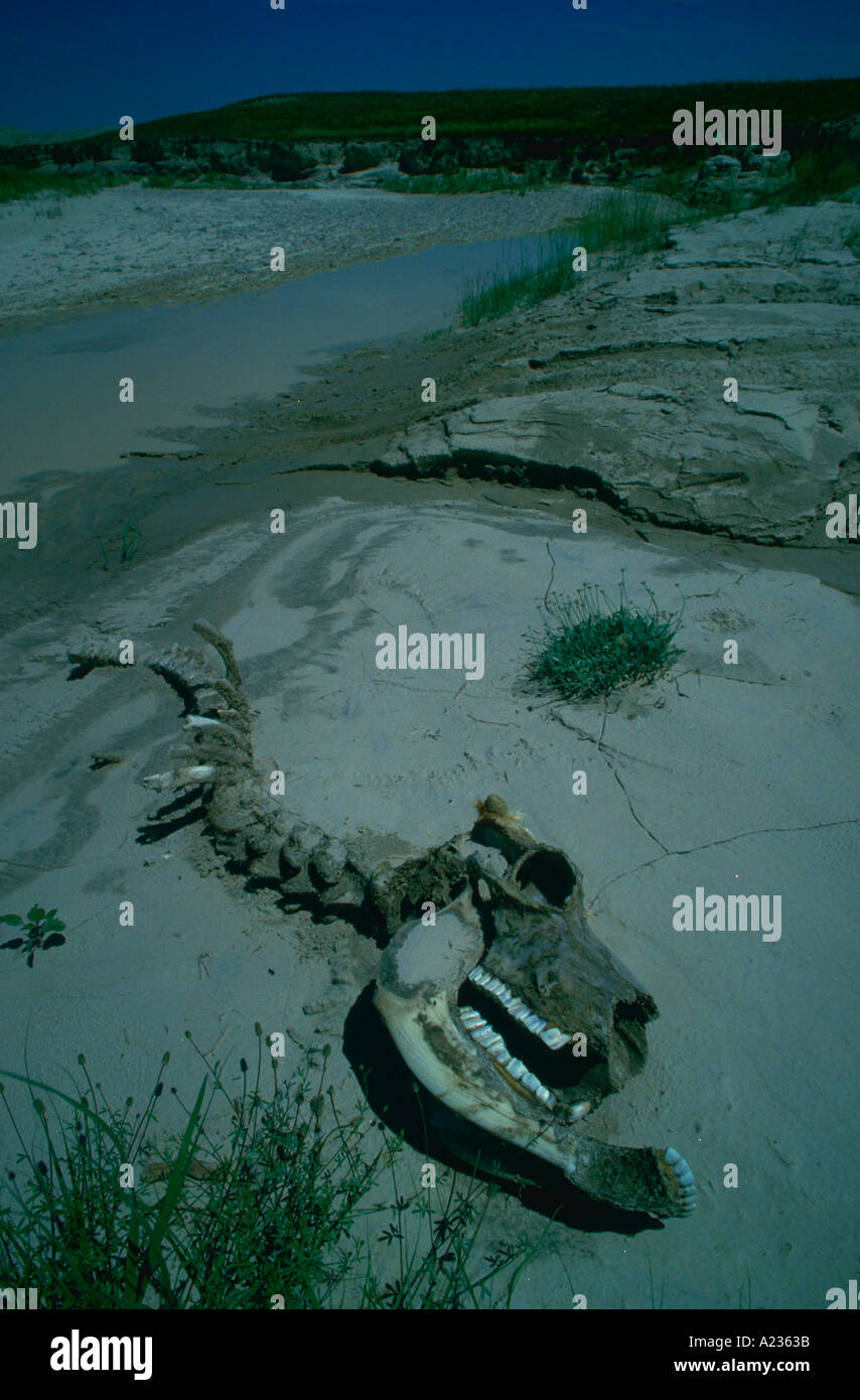 The remains of a cow which died on the range out in the grasslands of ...