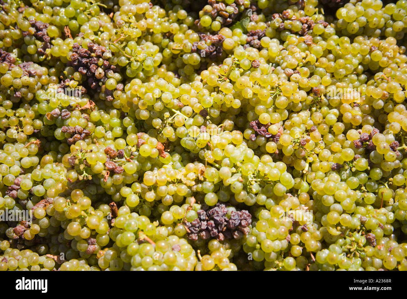 harvest of pinot gris or pinot grigio grapes Gainey Vineyard Santa Ynez ...