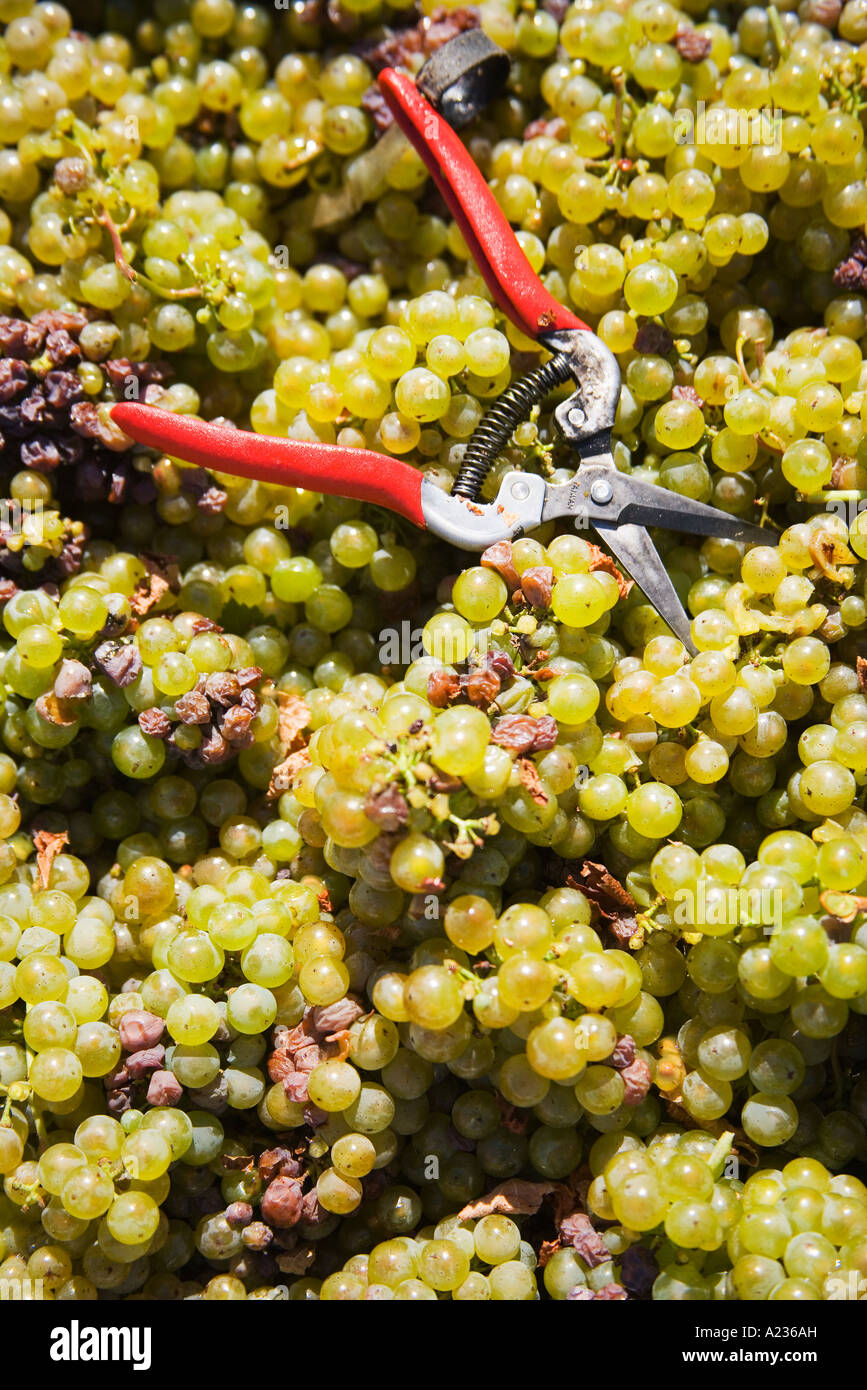 Pinot grigio grapes hi-res stock photography and images - Alamy