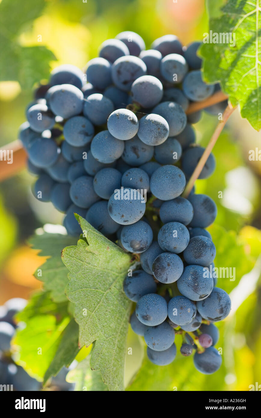 cabernet sauvignon grapes ripening on the vine head trained and spur ...