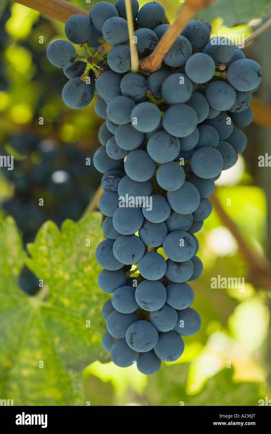 cabernet sauvignon grapes ripening on the vine head trained and spur ...
