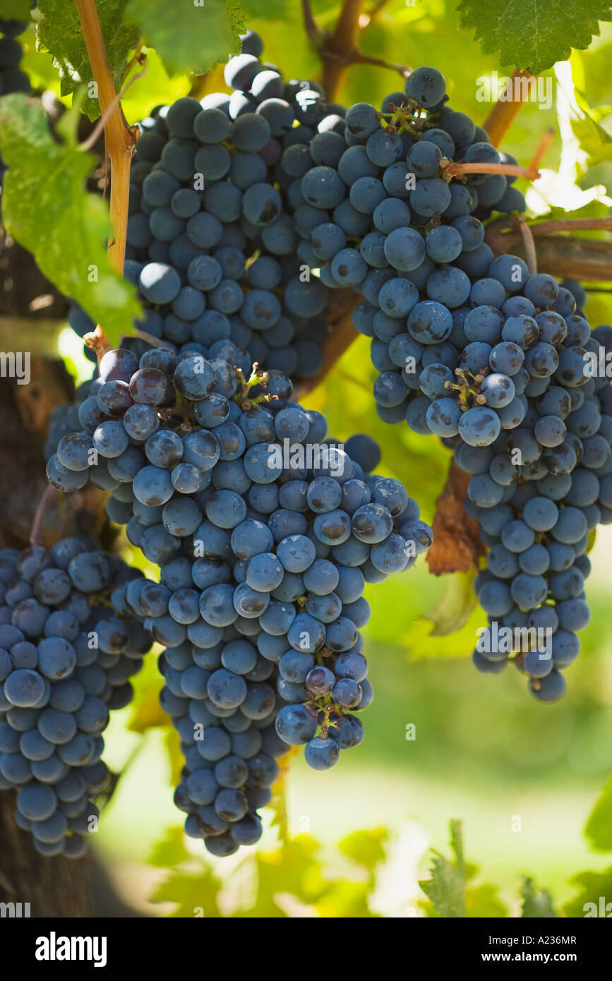 merlot grapes ripen on the vine in a vertical shoot position Gainey ...