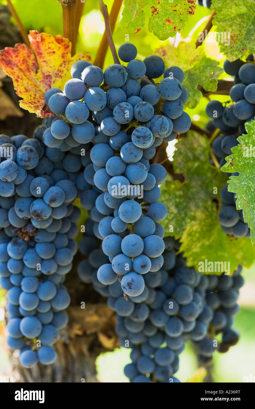 merlot grapes ripen on the vine in a vertical shoot position Gainey ...