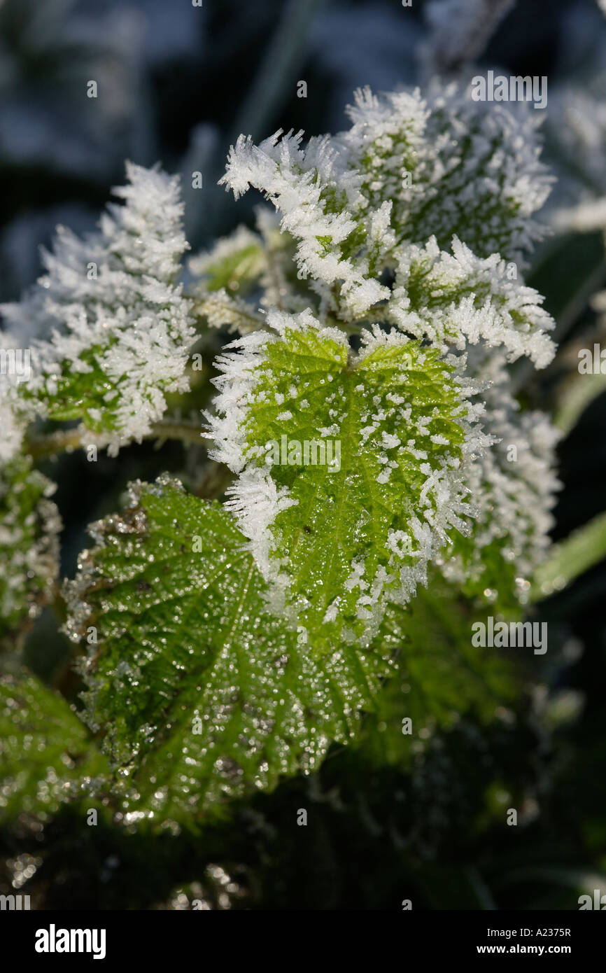 Frosty nettle plant Sunny winter morning Stock Photo - Alamy