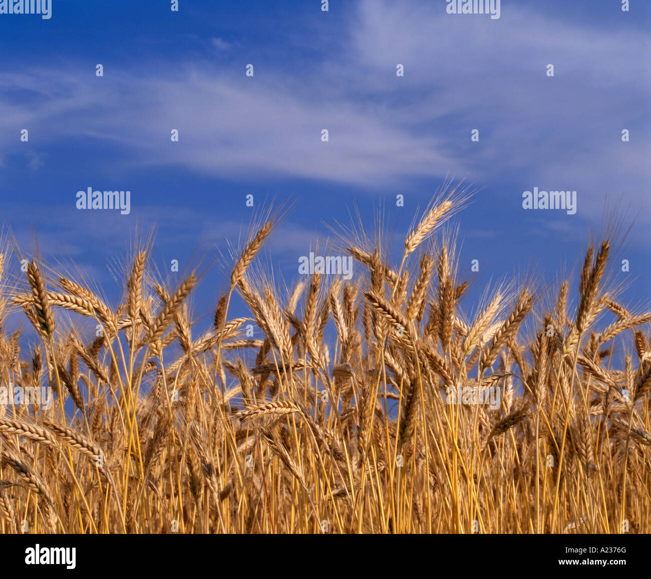 Heads of ripe barley in the field Stock Photo - Alamy