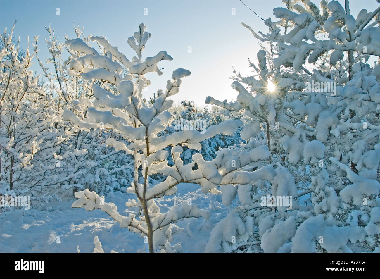 The low winter sun Stock Photo - Alamy