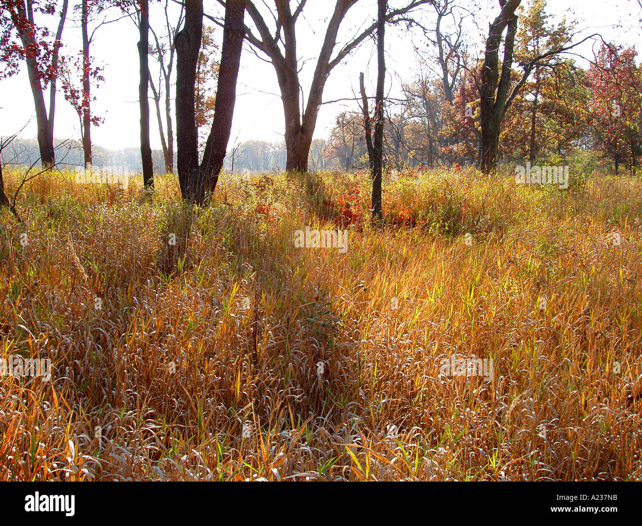 Elm farm country park hi-res stock photography and images - Alamy