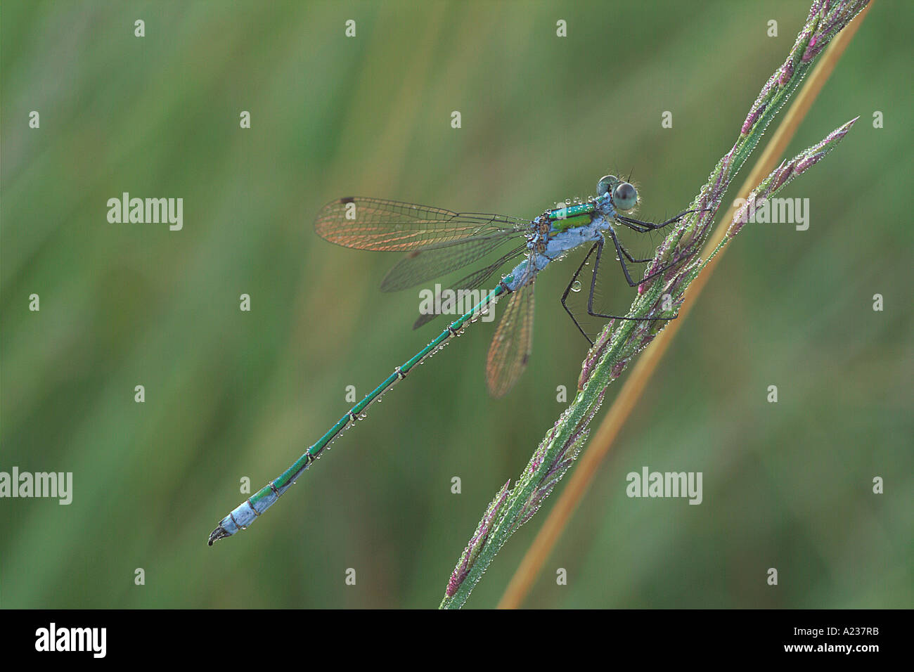 Emerald Damselfly (Lestes sponsa) at sunrise Stock Photo - Alamy
