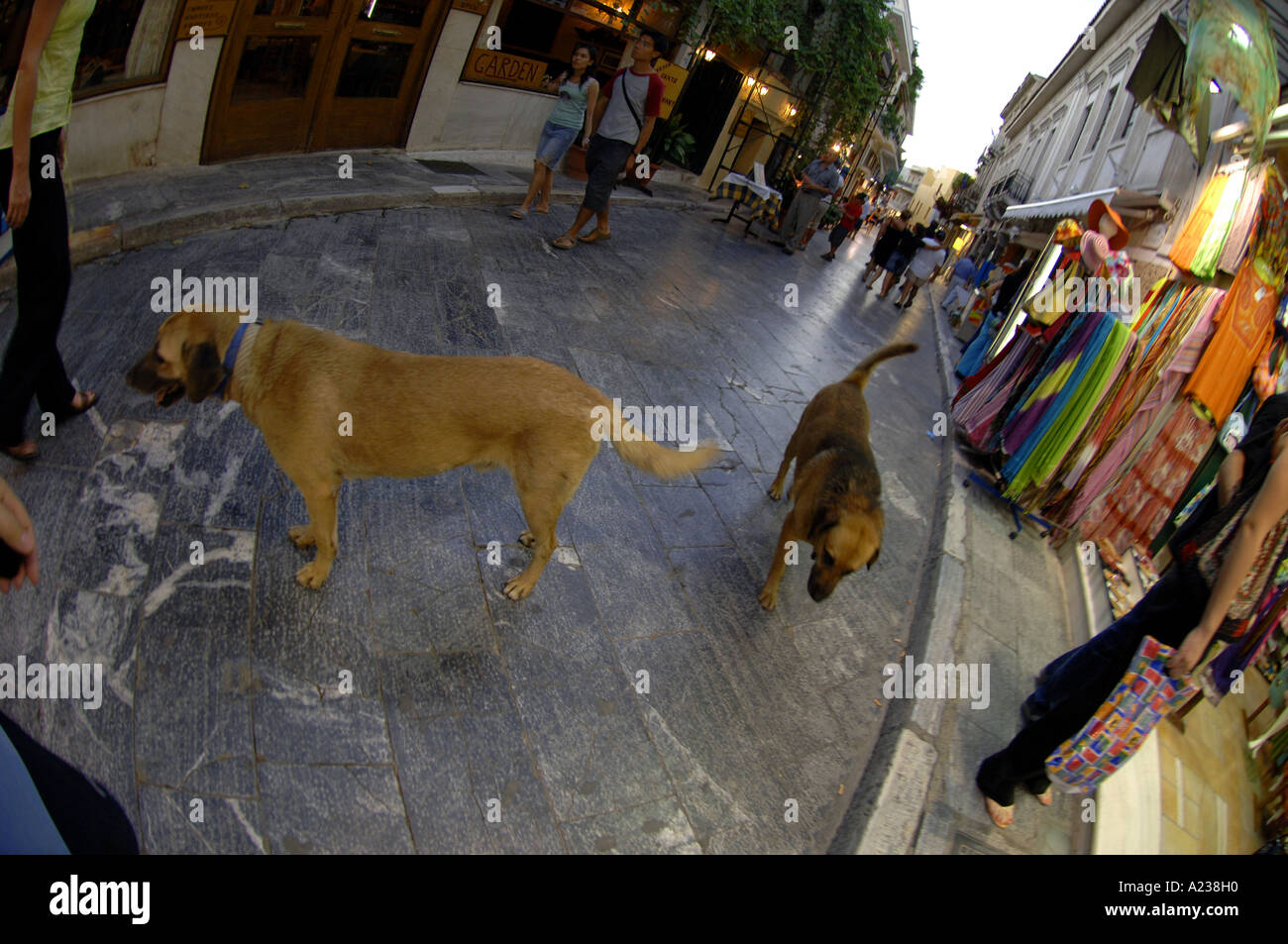 Street dogs greece hi-res stock photography and images - Alamy