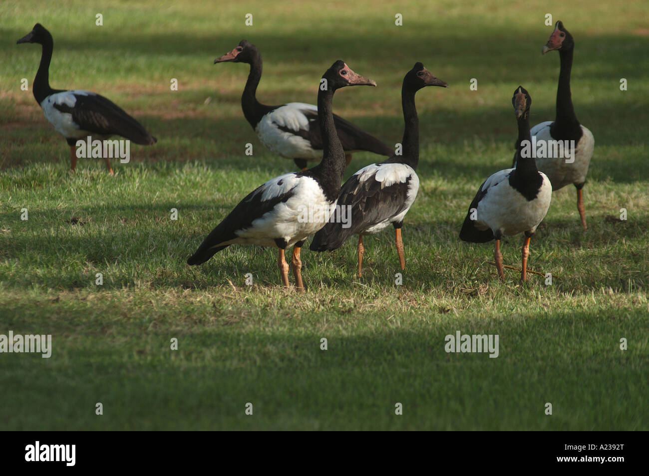 Magpie geese nt hi-res stock photography and images - Alamy