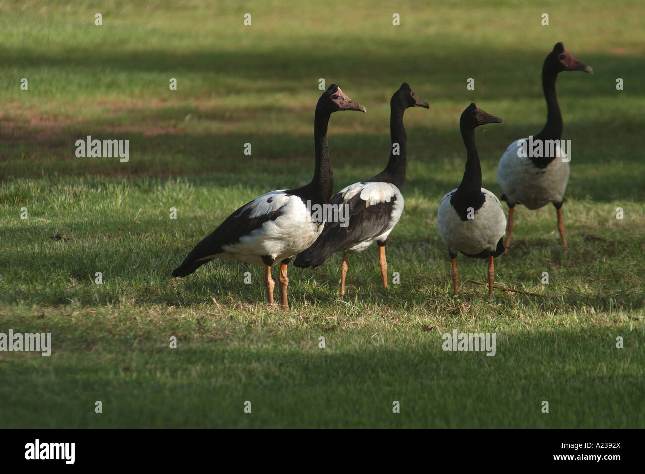 Magpie geese nt hi-res stock photography and images - Alamy