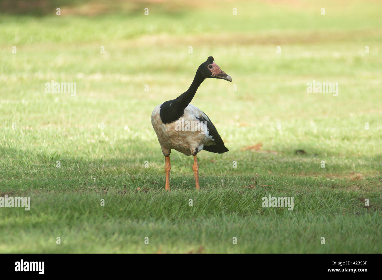 Exotic geese hi-res stock photography and images - Alamy