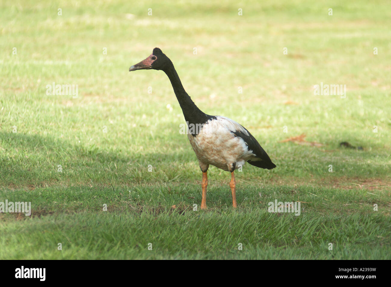Magpie geese nt hi-res stock photography and images - Alamy