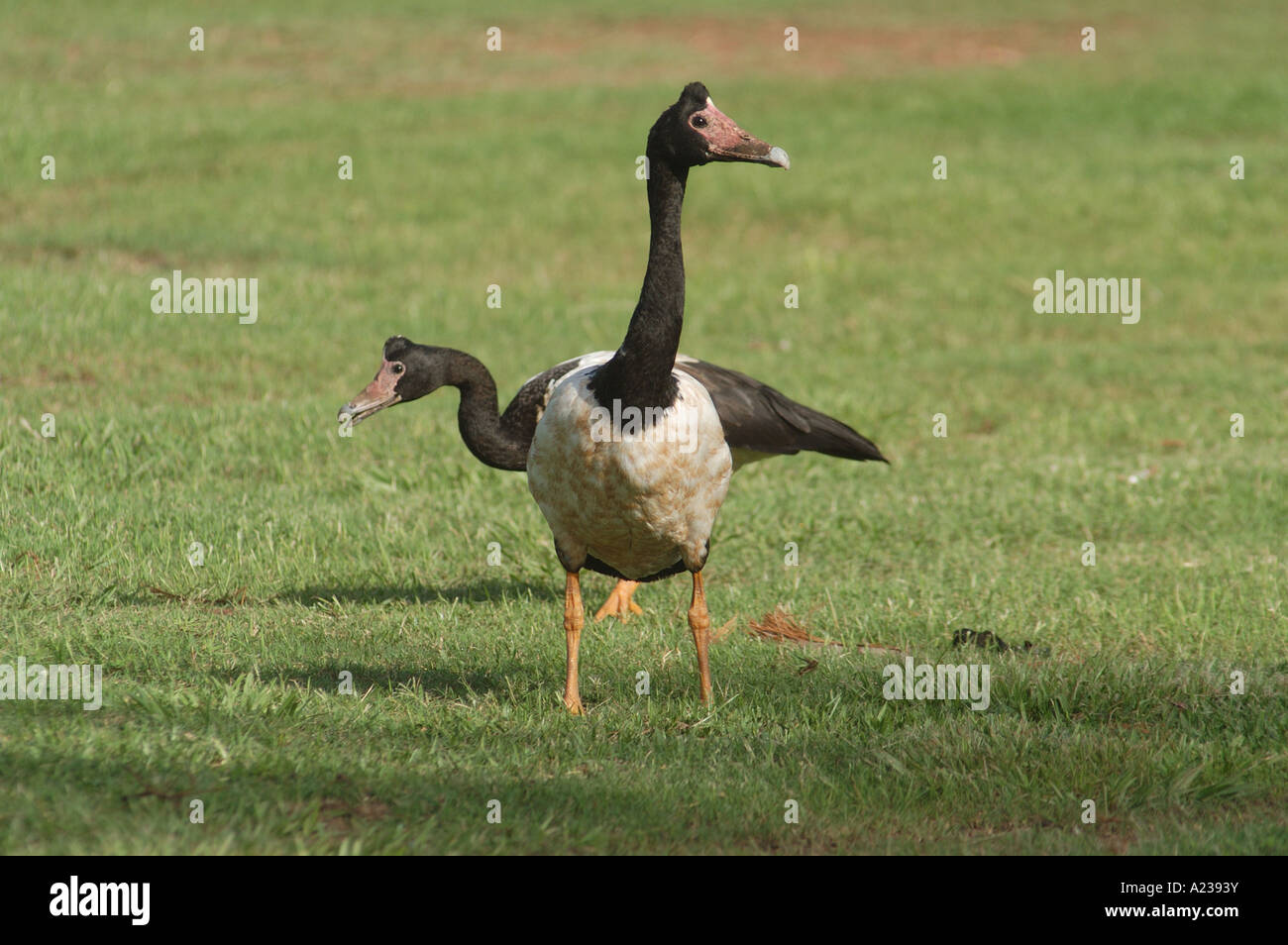 Magpie geese nt hi-res stock photography and images - Alamy