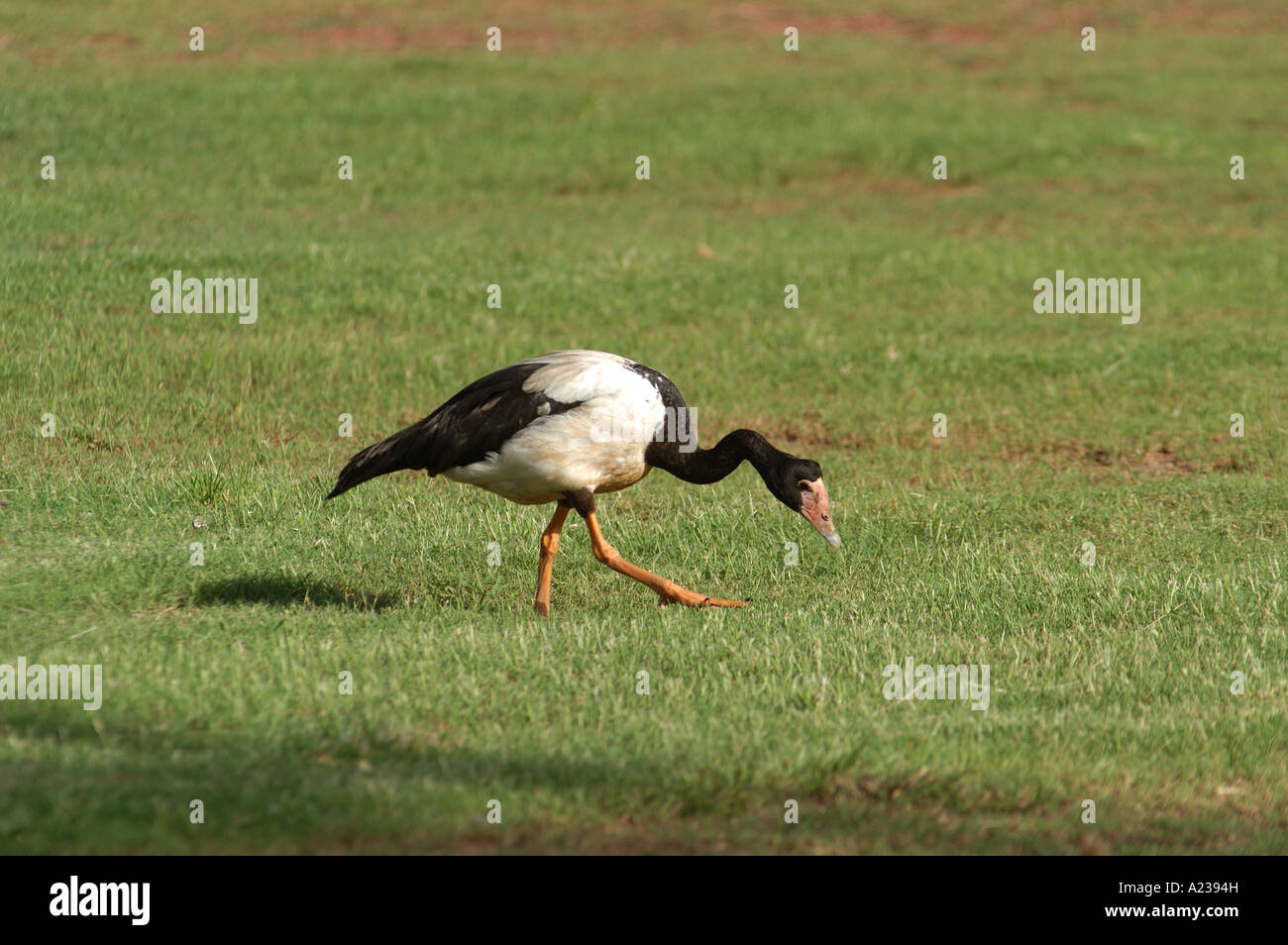 Magpie geese nt hi-res stock photography and images - Alamy