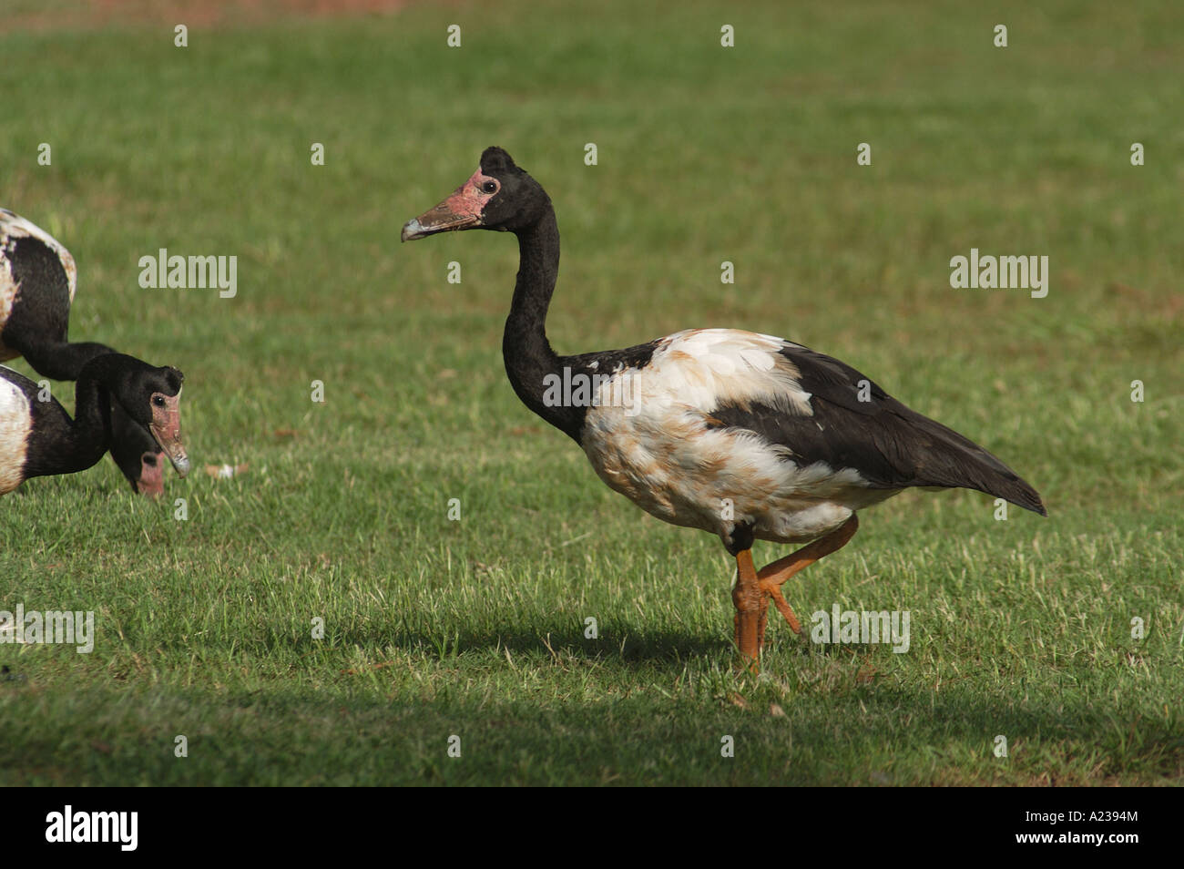 Magpie geese nt hi-res stock photography and images - Alamy