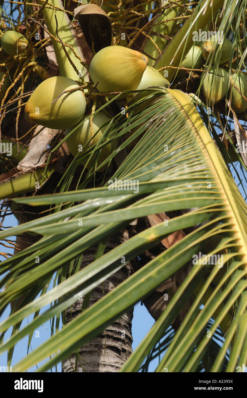 Coconuts australia hi-res stock photography and images - Alamy