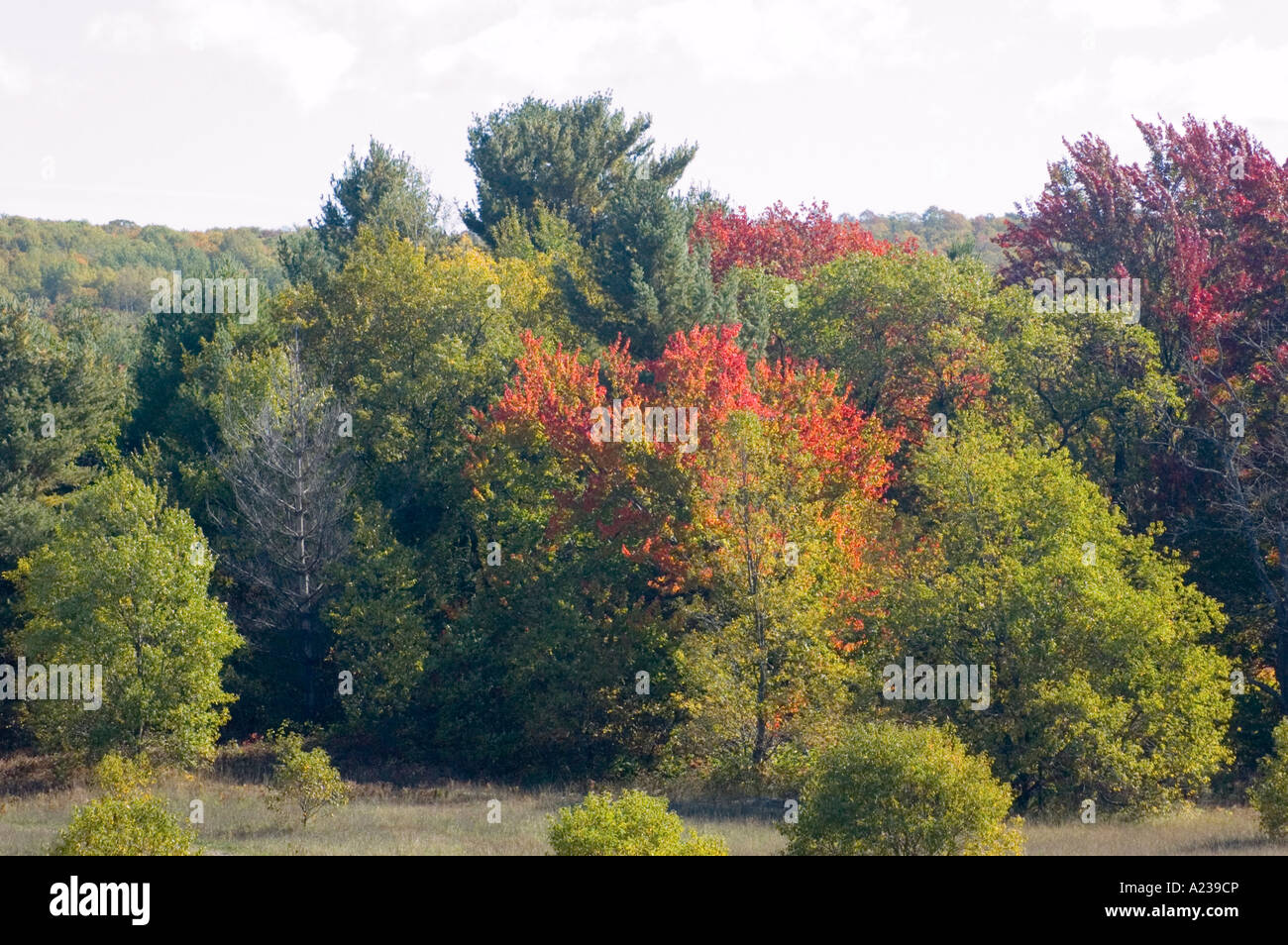 Trees located on State Road located west of Levering Michigan USA Stock ...