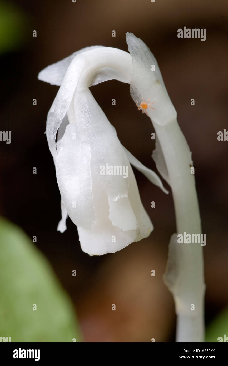 Indian pipe monotropa uniflora hi-res stock photography and images - Alamy