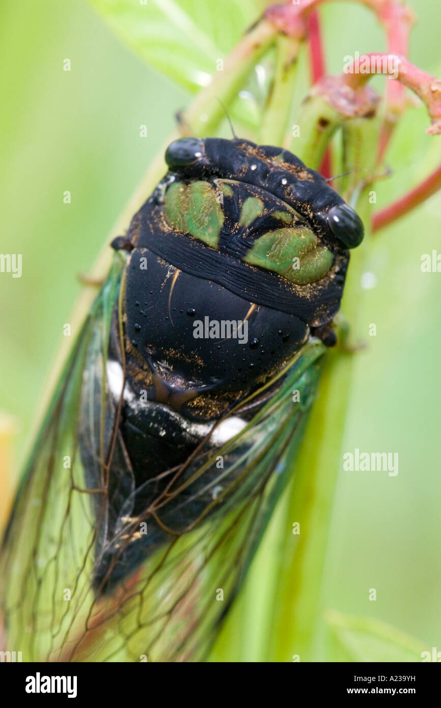 Big cicada hi-res stock photography and images - Alamy
