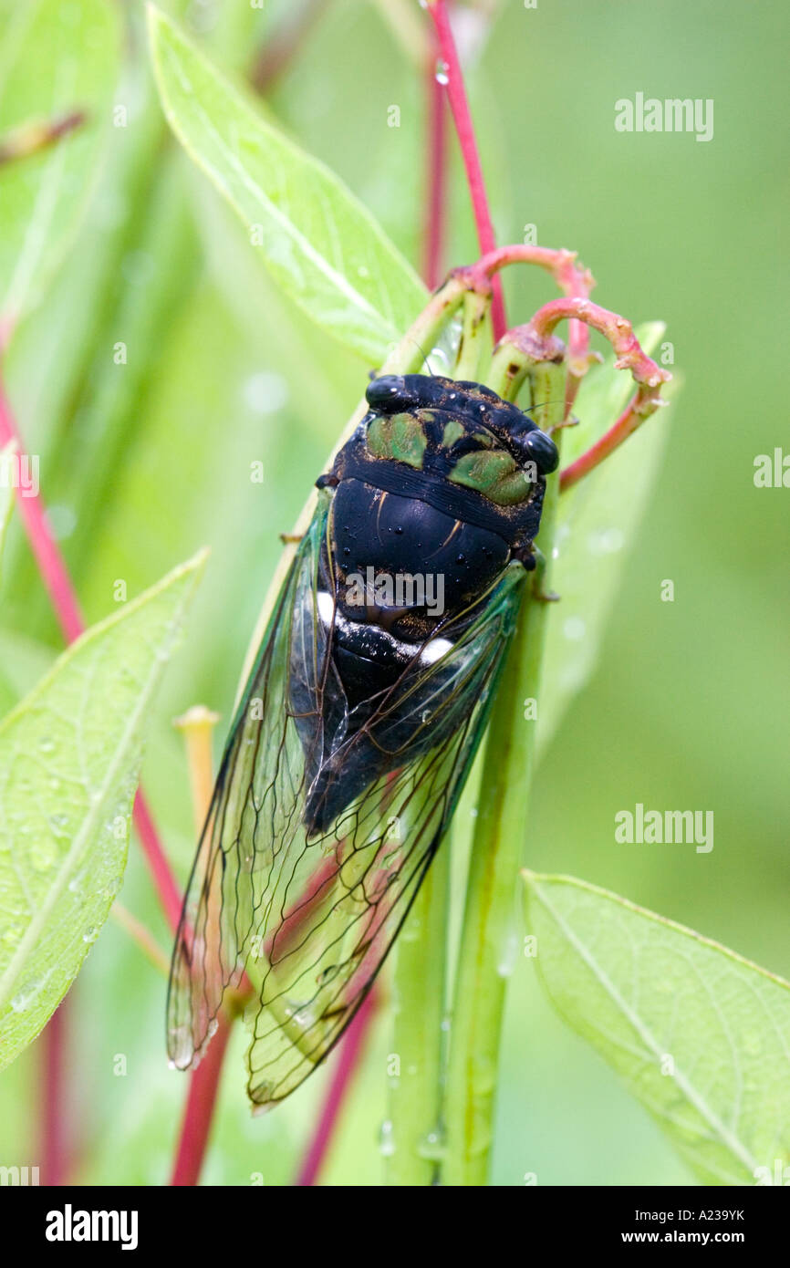 Big cicada hi-res stock photography and images - Alamy