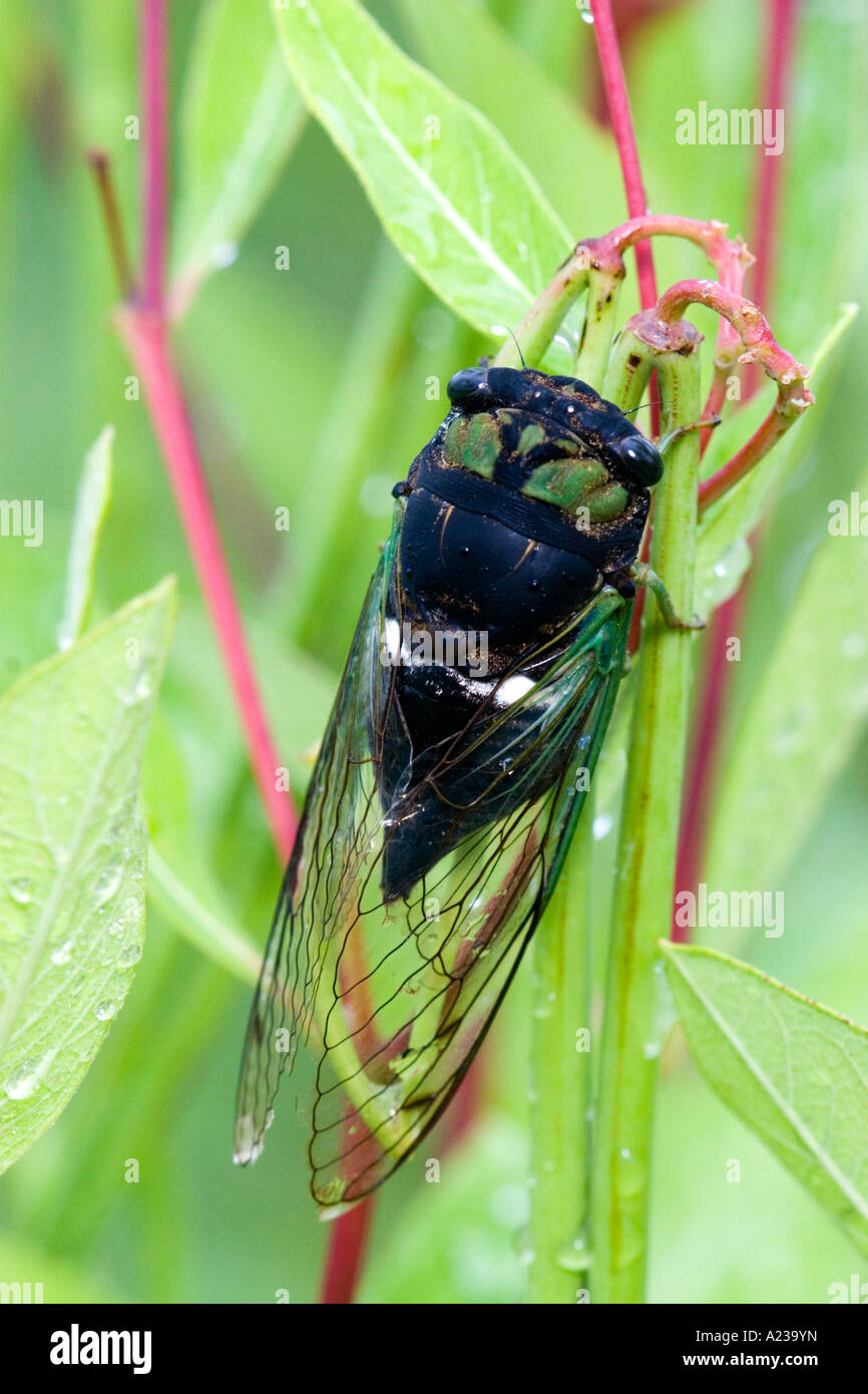 American cicada hi-res stock photography and images - Alamy