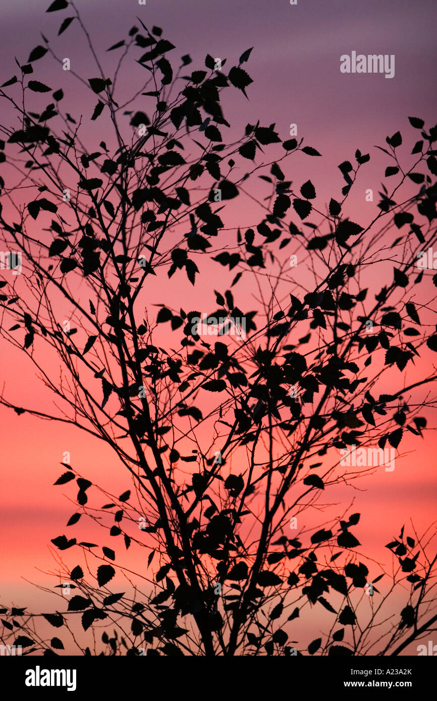 Young tree with evening sky behind it Stock Photo - Alamy