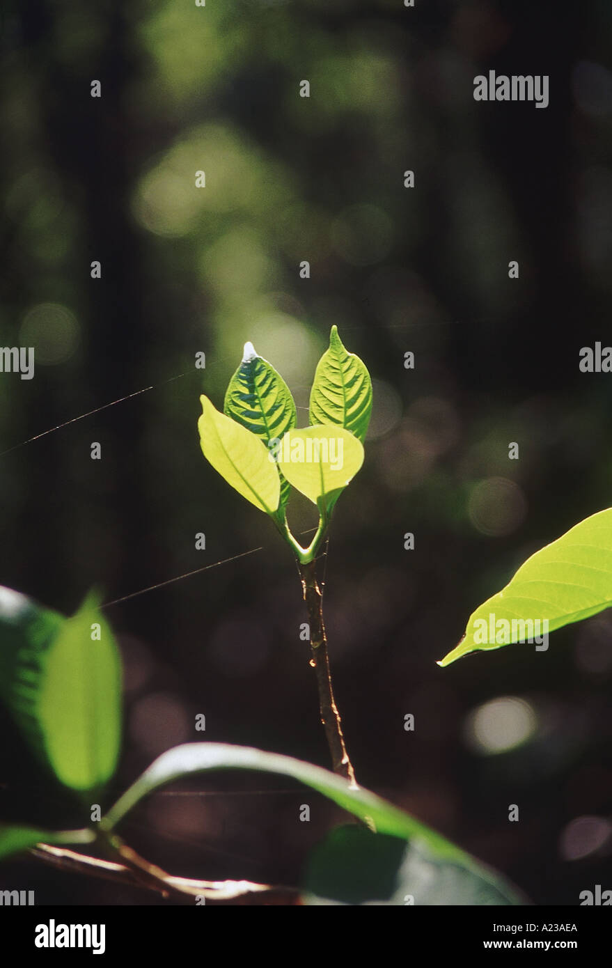 Elongated green leaf hi-res stock photography and images - Alamy