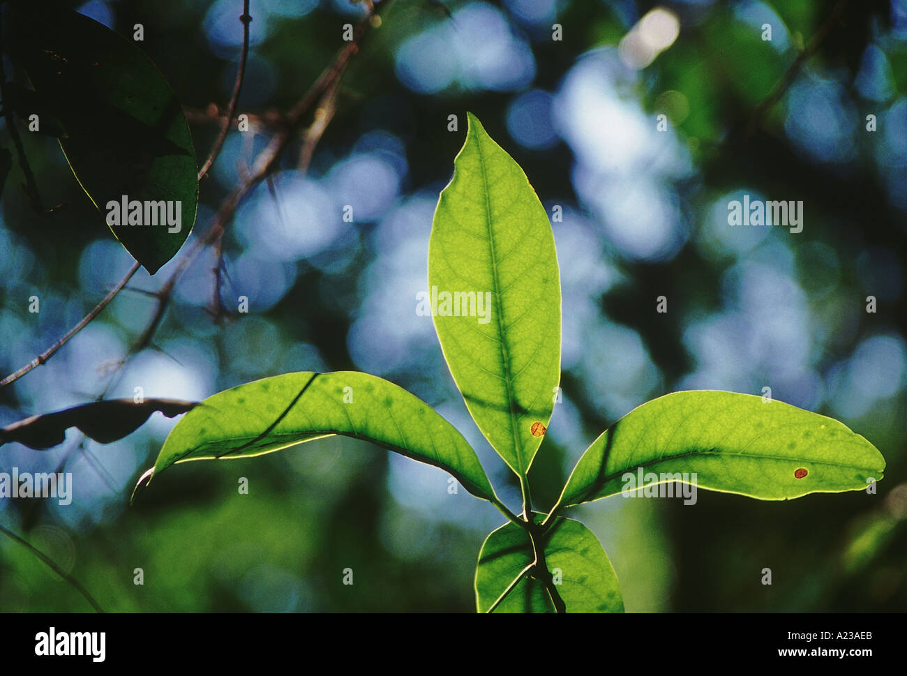 A bunch of leaves Stock Photo - Alamy