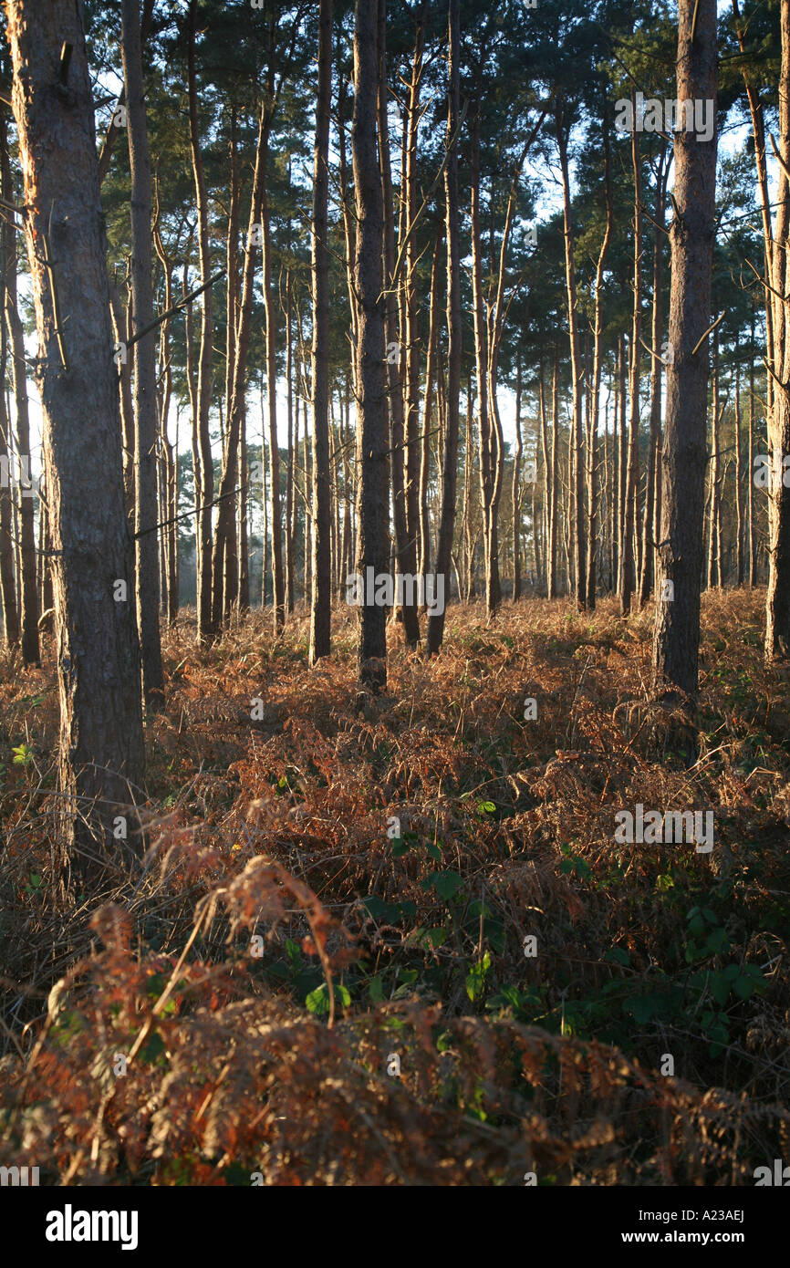 Tunstall Forest High Resolution Stock Photography and Images - Alamy