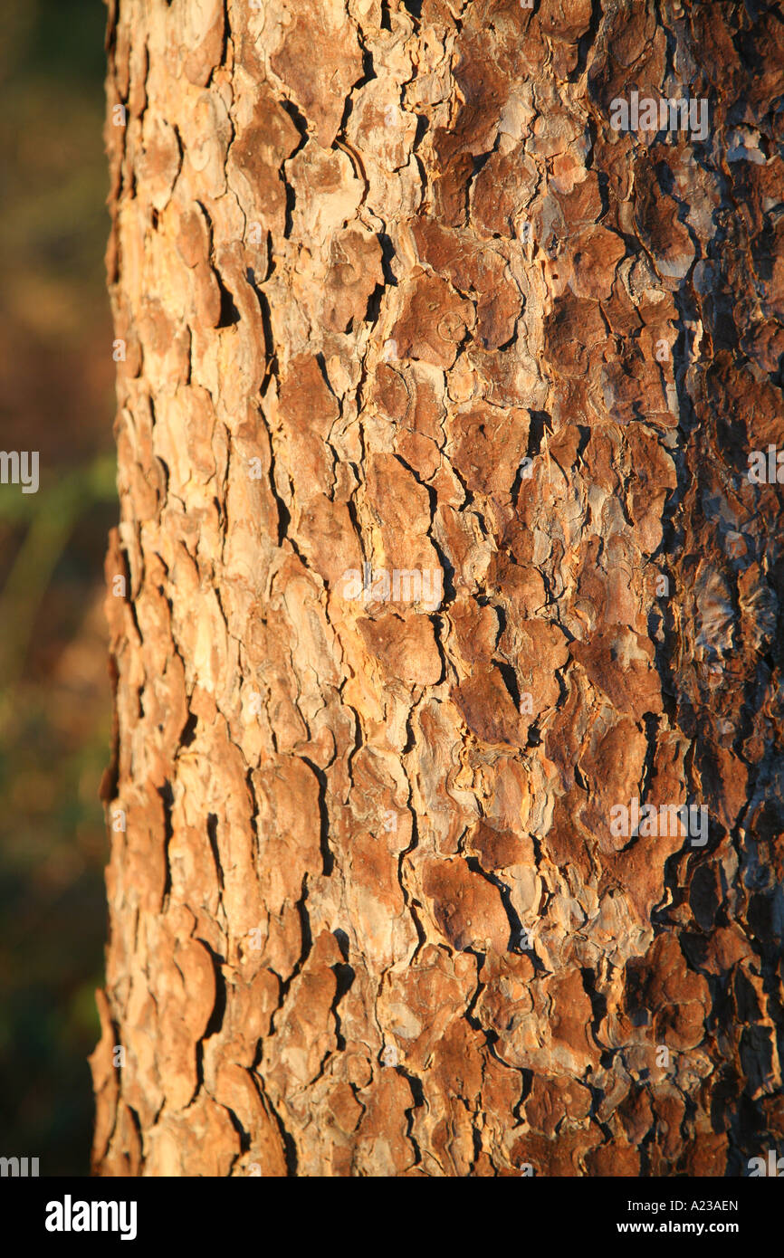 Scots pine tree bark Stock Photo - Alamy