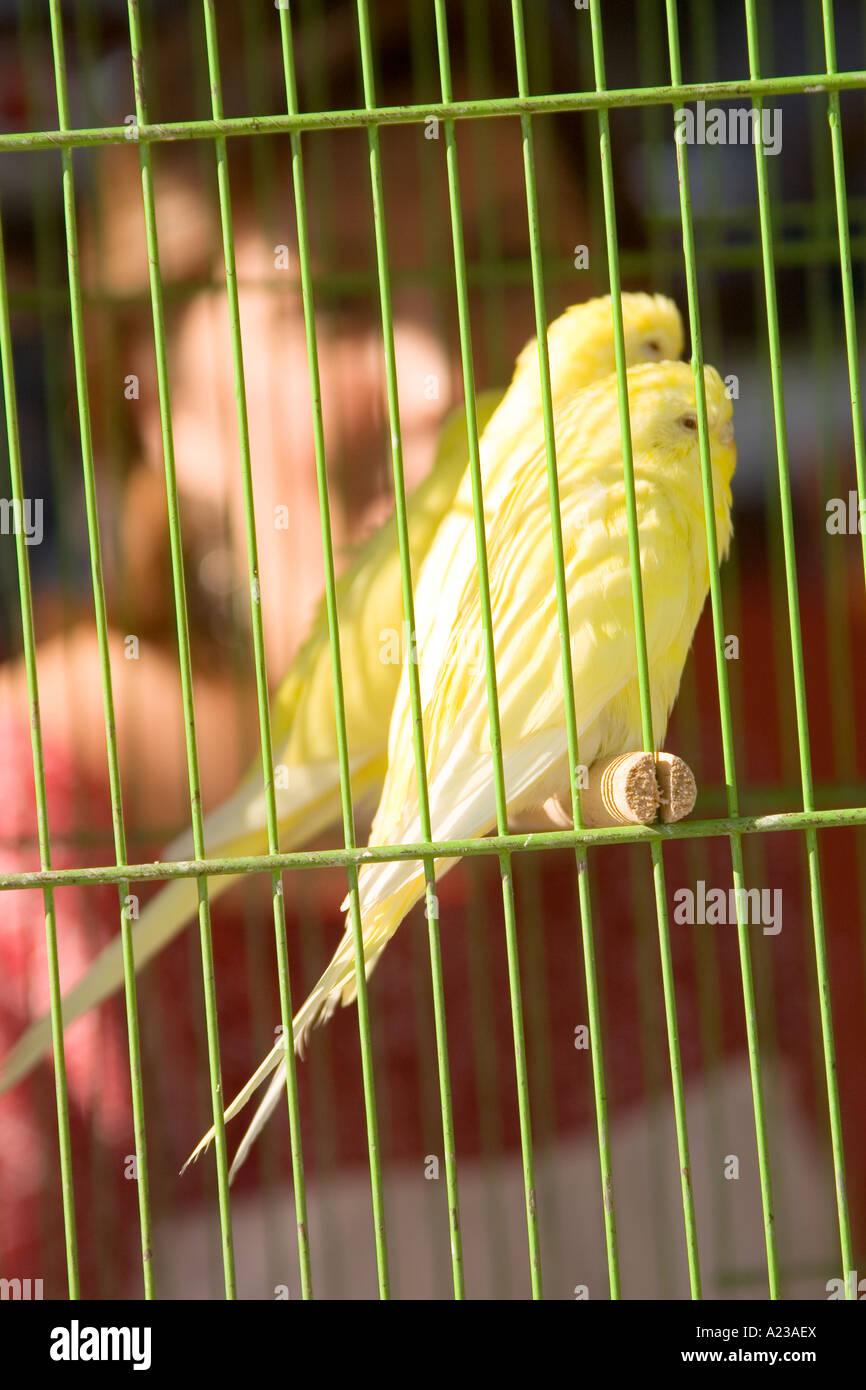parakeets for sale at the mercado San Miguel de Allende Mexico Stock ...
