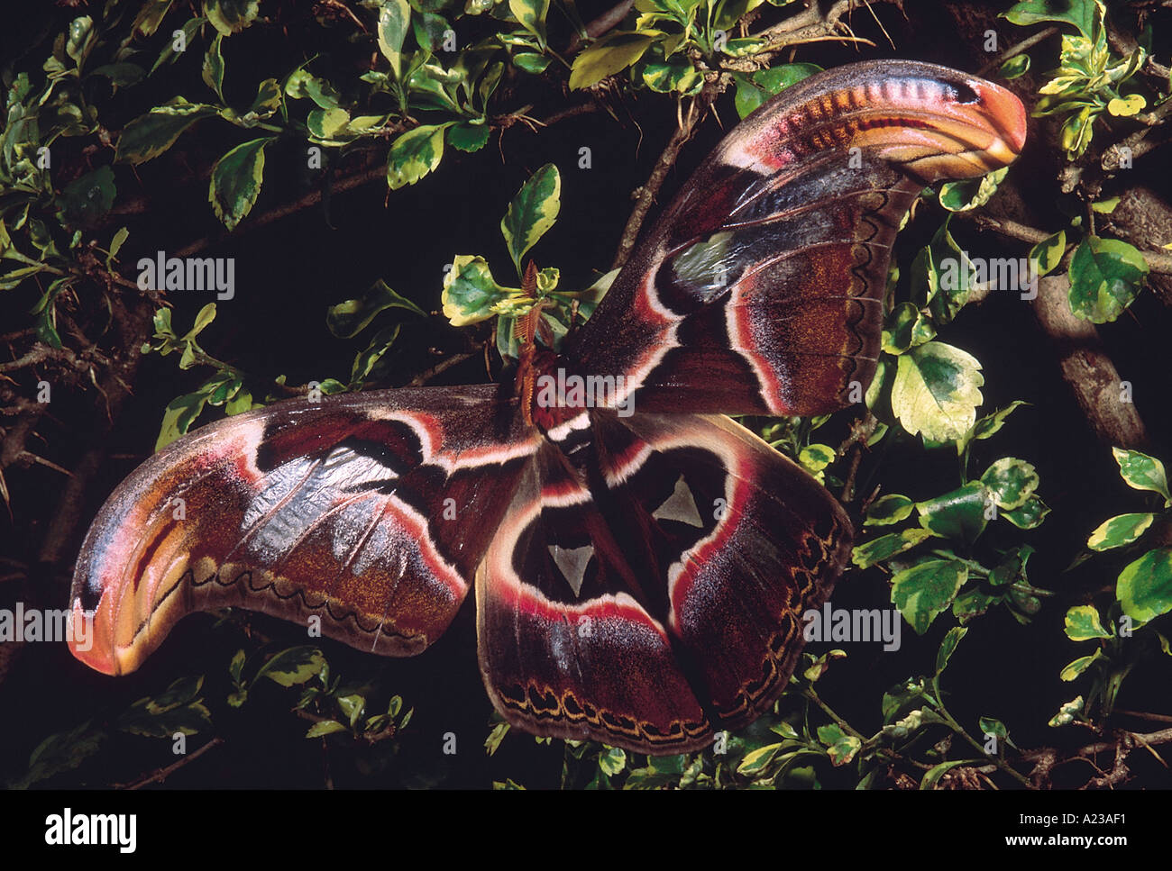 ATLAS MOTH, Attacus atlas. Goa, India. Largest Moth, Endemic to Asia ...