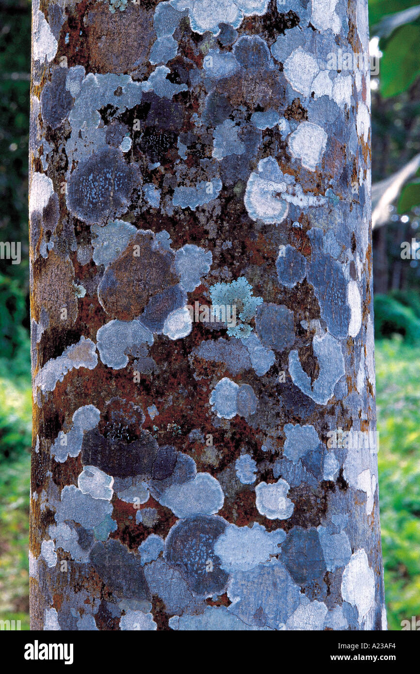 Trunk of Rudraksh tree. Arunachal Pradesh, India Stock Photo - Alamy