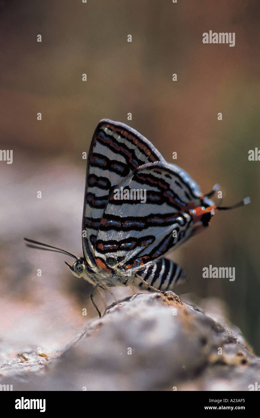 SILVERWING BUTTERFLY Spindasis Vulcanus, Yewat Maharashtra INDIA Stock ...