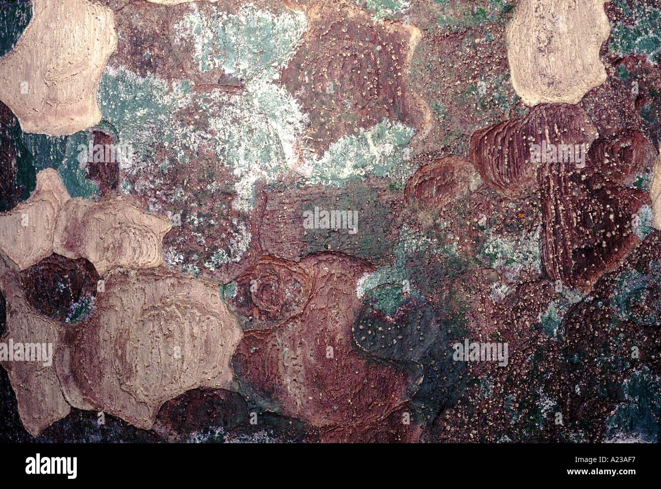 Strombosia ceylanica hi-res stock photography and images - Alamy