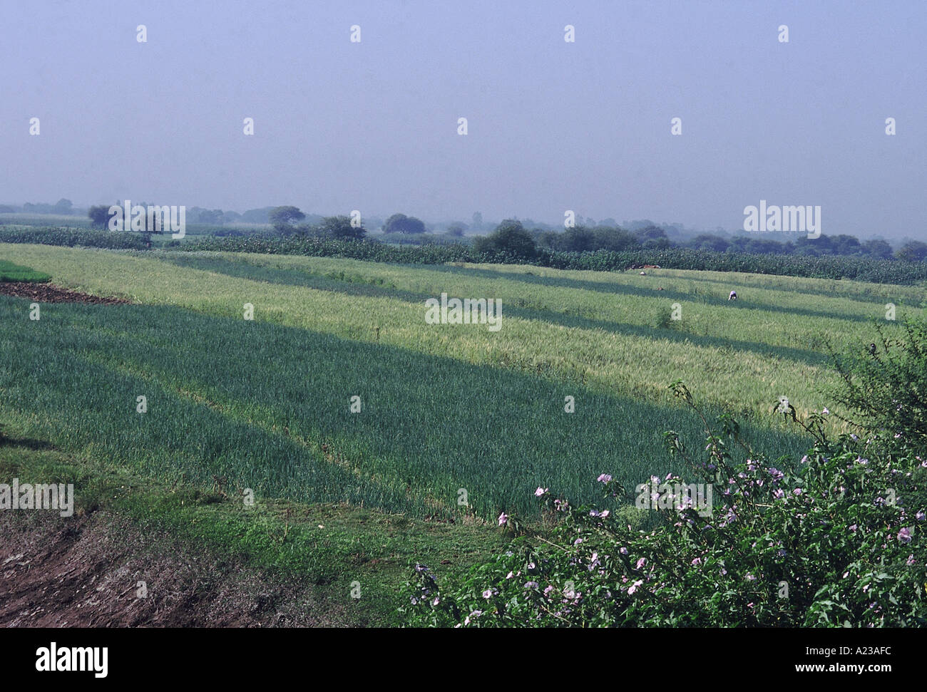 Nasik district hi-res stock photography and images - Alamy