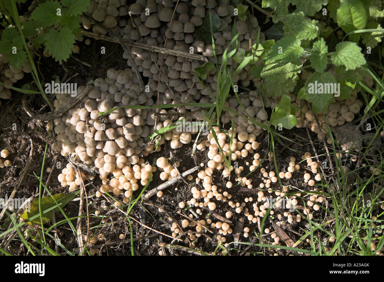 Micro fungus spores growing on rotten tree stump Stock Photo - Alamy