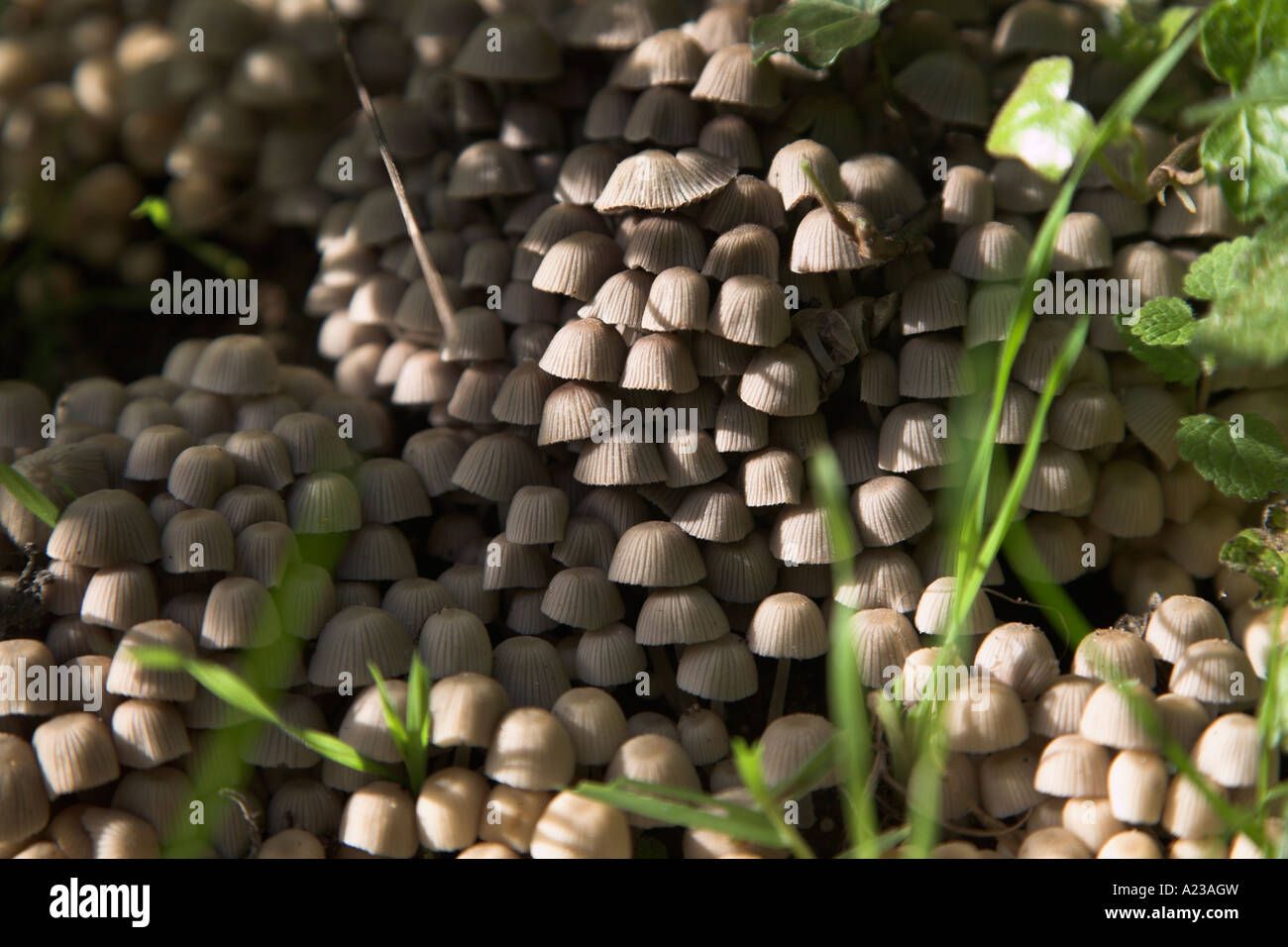 Form spores hi-res stock photography and images - Alamy