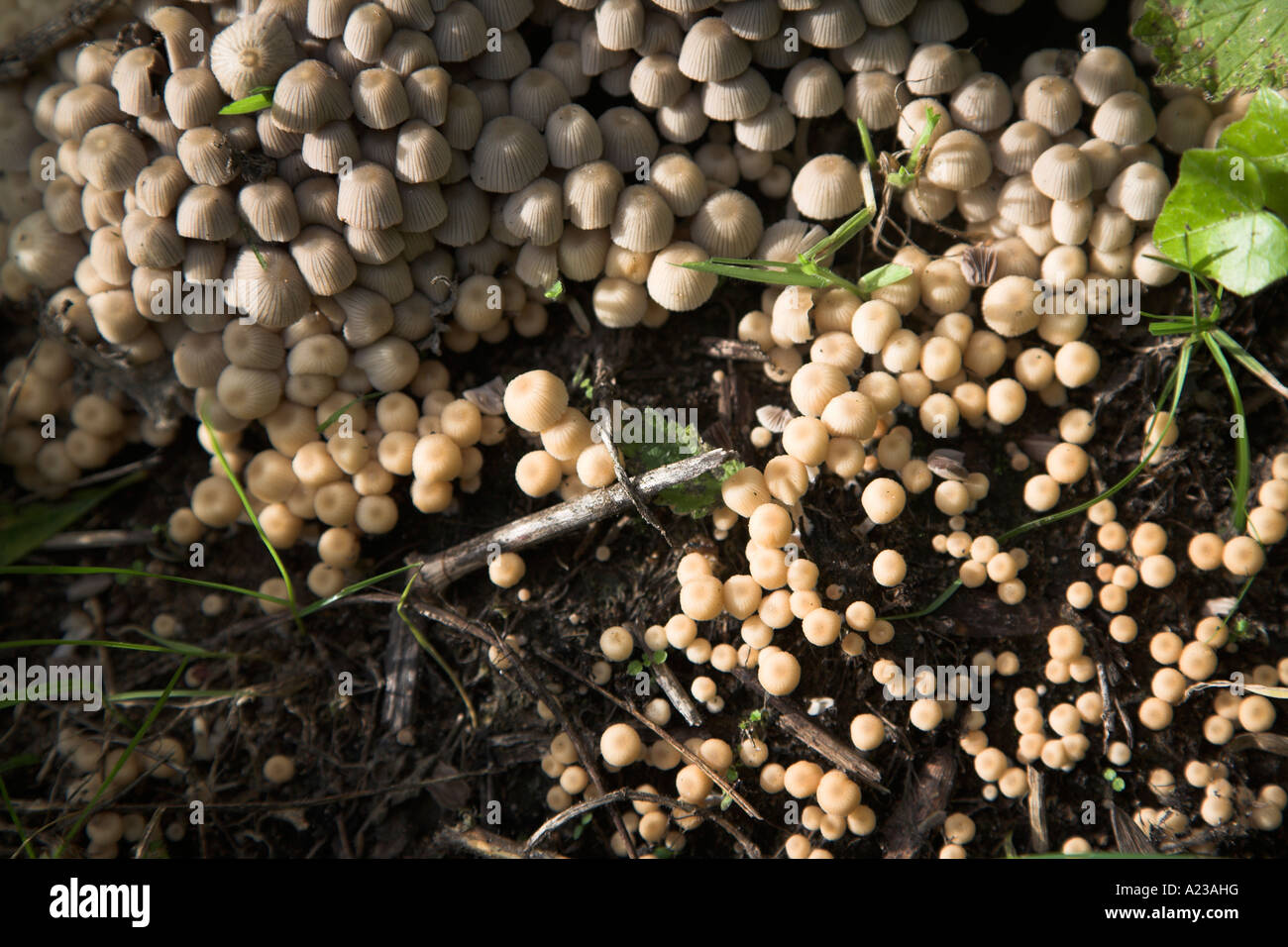Micro fungus spores growing on rotten tree stump Stock Photo - Alamy